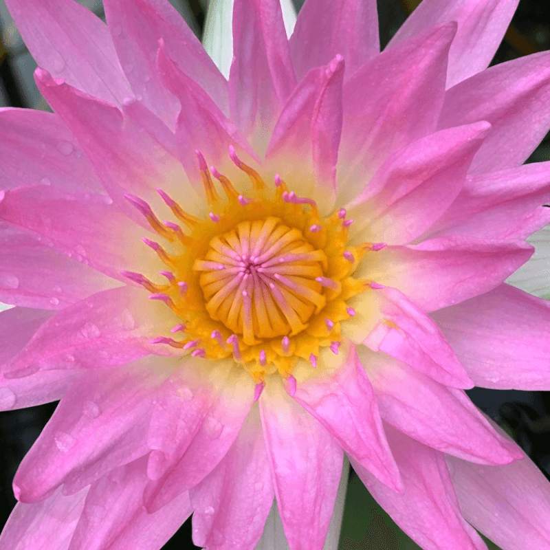 filter() / Reference / Processing.org