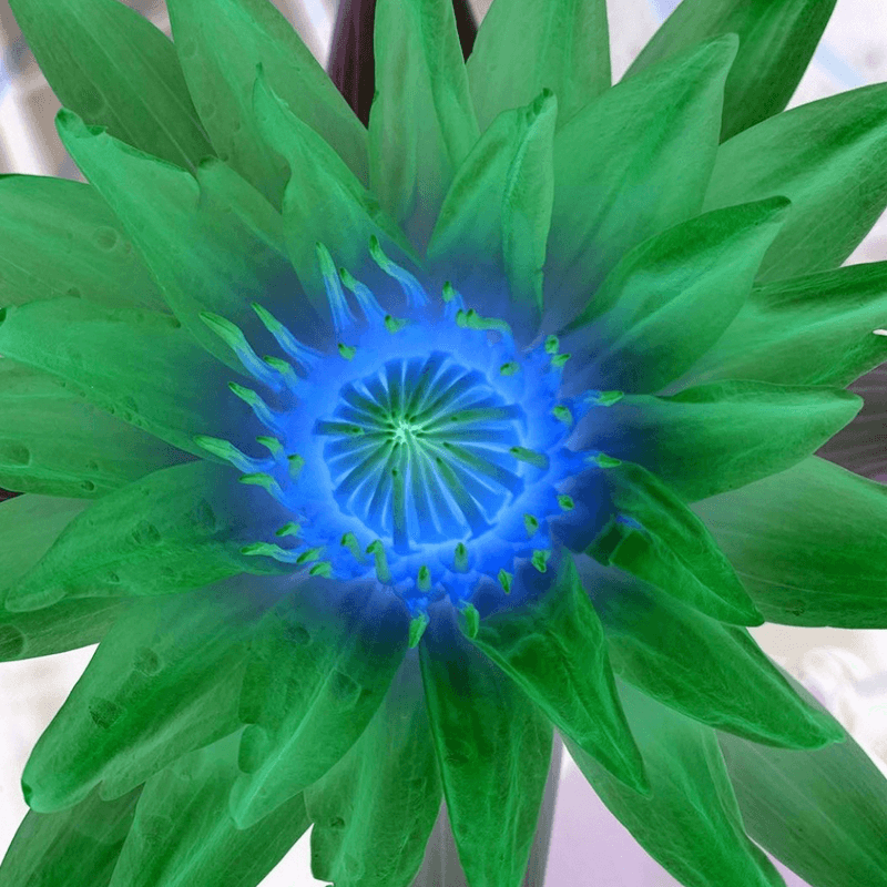 filter() / Reference / Processing.org