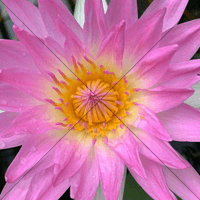 set() / Reference / Processing.org