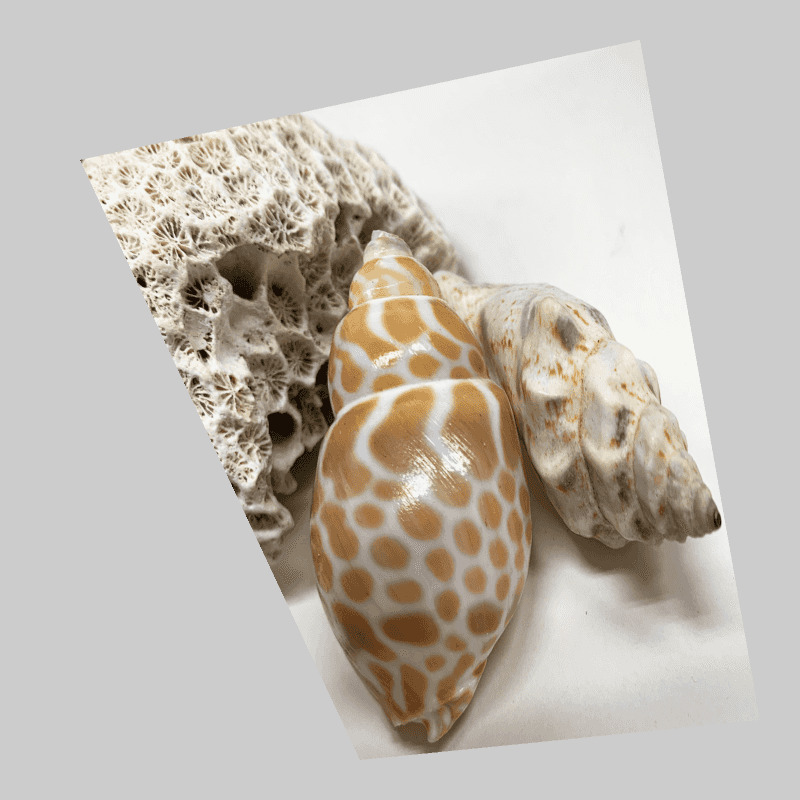 texture() / Reference / Processing.org