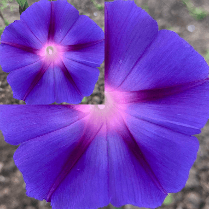 resize() / Reference / Processing.org